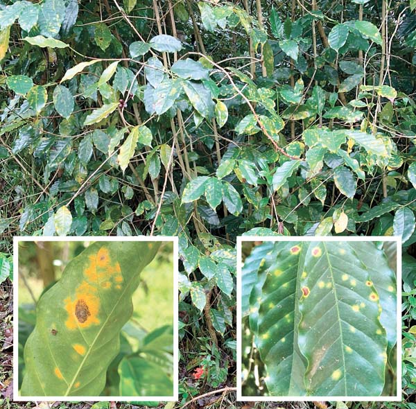 Coffee leaf rust never sleeps | News, Sports, Jobs - Maui News